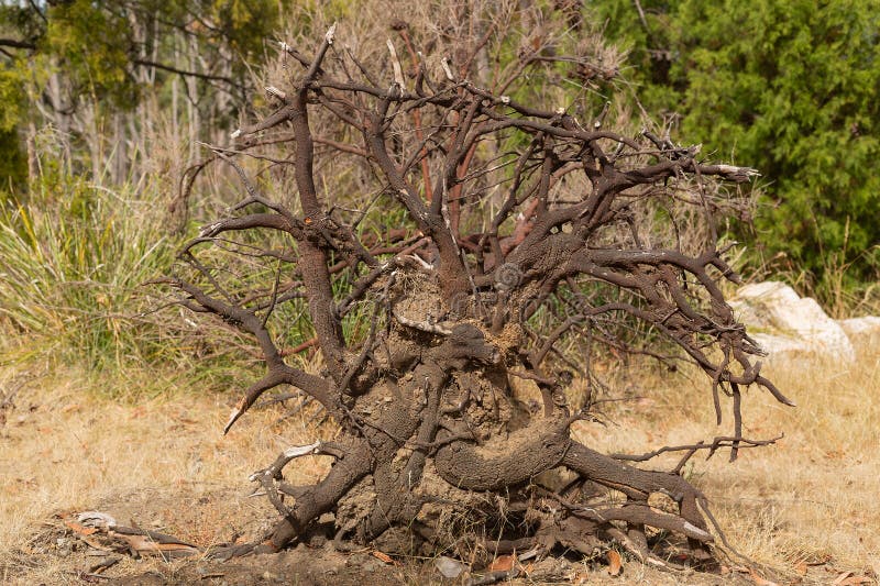 The Roots of a Fallen Tree in a Forest Stock Photo - Image of lofty ...