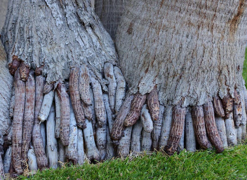 Exposed Roots Look Like Fingers Stock Image - Image of exposed, finger ...