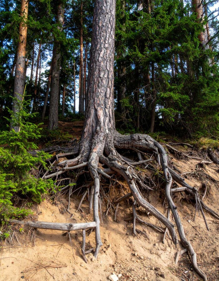 Exposed Roots of a Mature Pine Tree on Sandy Soil in Green Forest ...