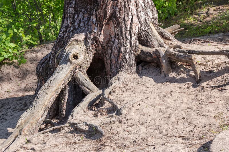 Exposed Roots of the Old Pine Tree on Sandy Slope Stock Photo - Image ...