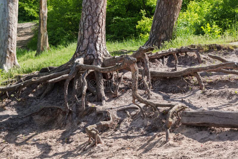 Exposed Roots of the Old Pine Tree on Sandy Slope Stock Photo - Image ...
