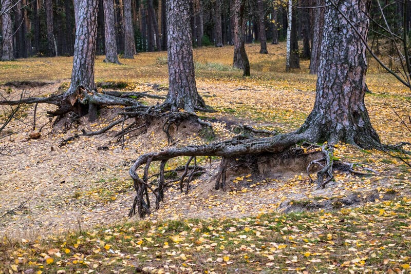 Exposed Roots of Pine Trees Stock Photo - Image of europe, leaves ...