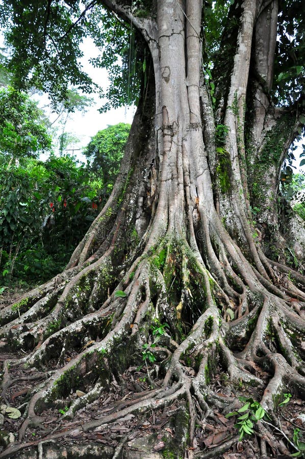 Exposed roots of a tree stock photo. Image of exposed - 174800516