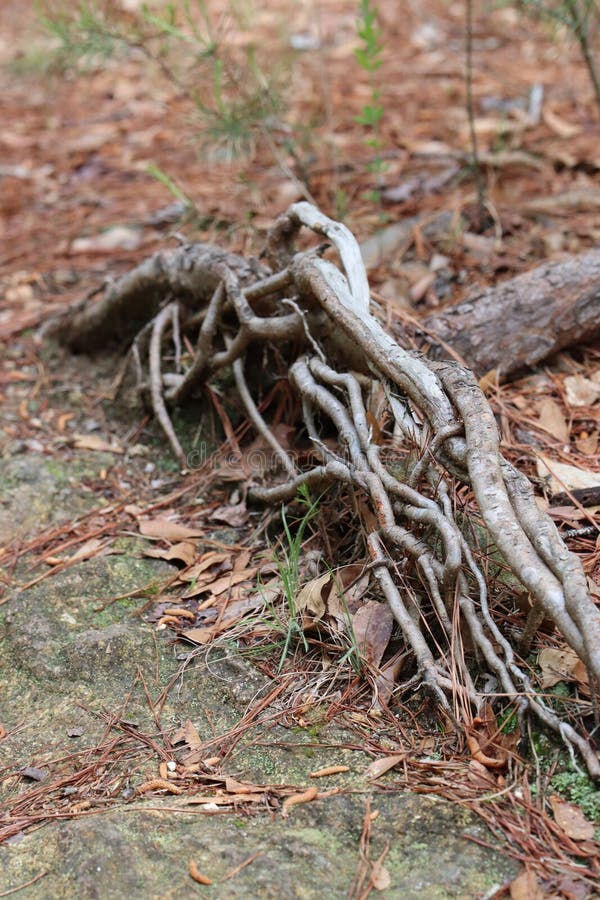 Close-up of Exposed Gray Brown Roots of Tree Growing Sideways in Forest ...