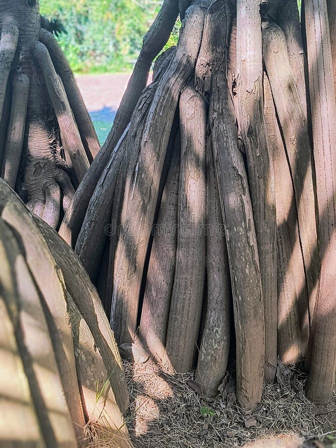 Exposed Roots of a Tree in a Park on a Summer Day Stock Image - Image ...