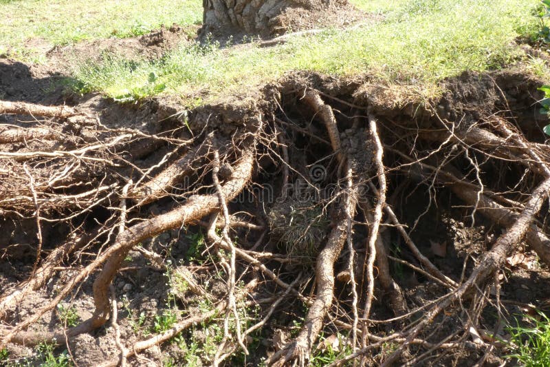 Uprooted stock image. Image of flower, soil, trunk, storm - 334130339