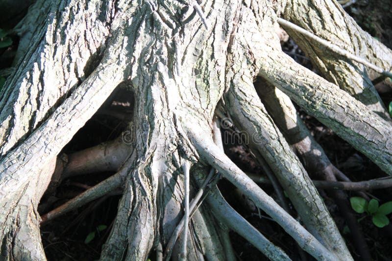 Exposed Roots of a Tree Trunk Stock Photo - Image of woodland, forest ...