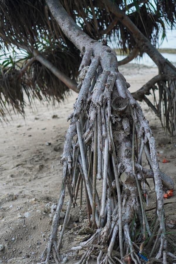 Exposed Roots of Tropical Tree. Long Roots of Pandanus Utilis and ...