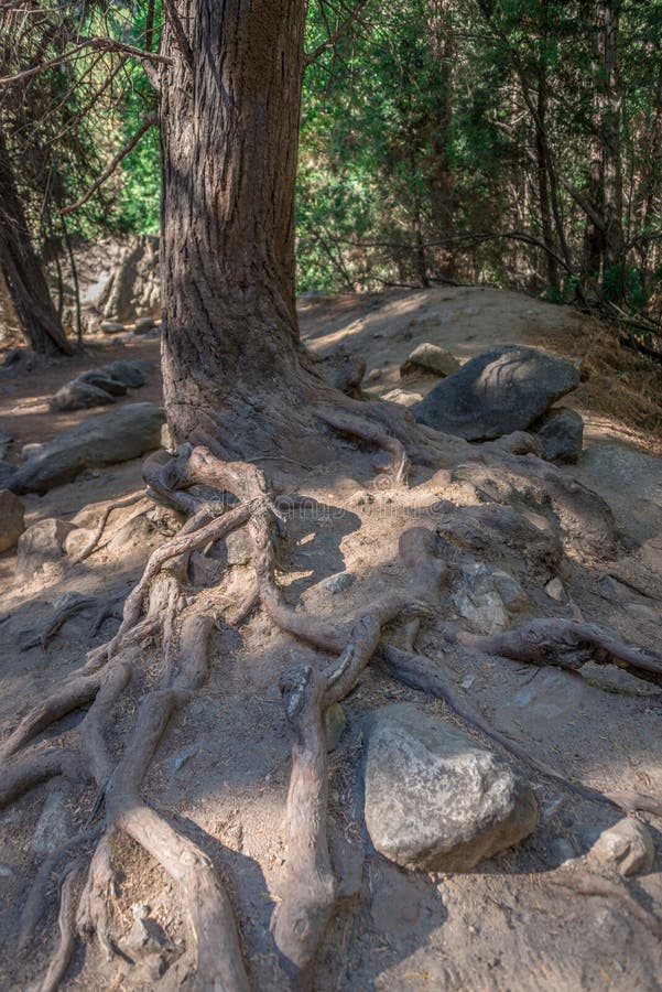 Exposed Roots stock photo. Image of pine, park, canyon - 52154402