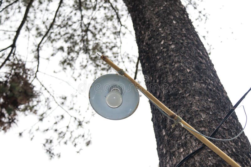 Exposed Round Reflector Light Bulb Mounted on Bamboo Pole and Pine Tree ...