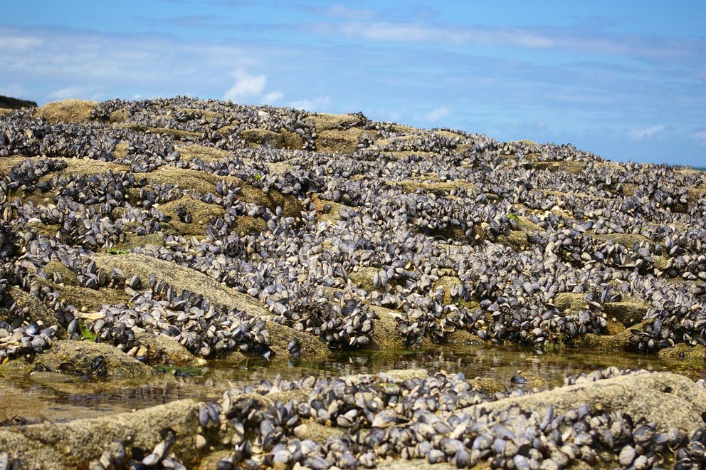 Exposed sea mussels stock photo. Image of shell, exposed - 12385374