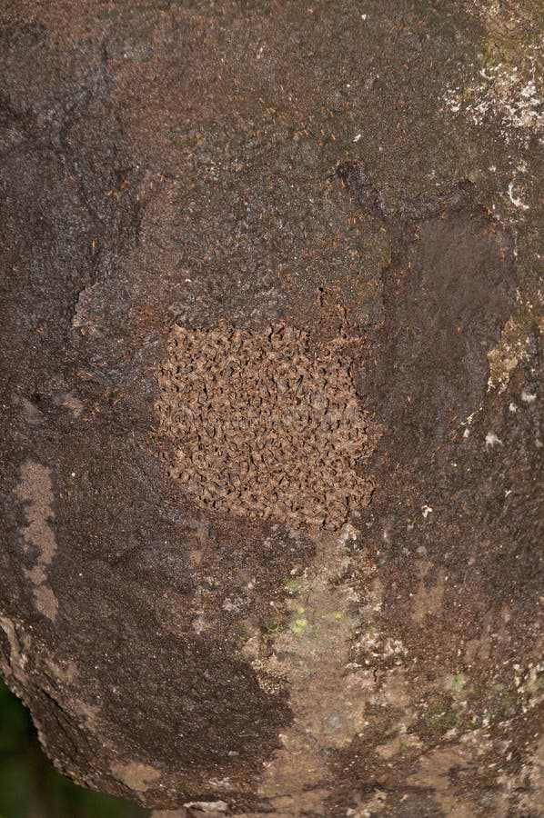 Exposed Section of a Termite Nest in a Rain Forest Stock Image - Image ...