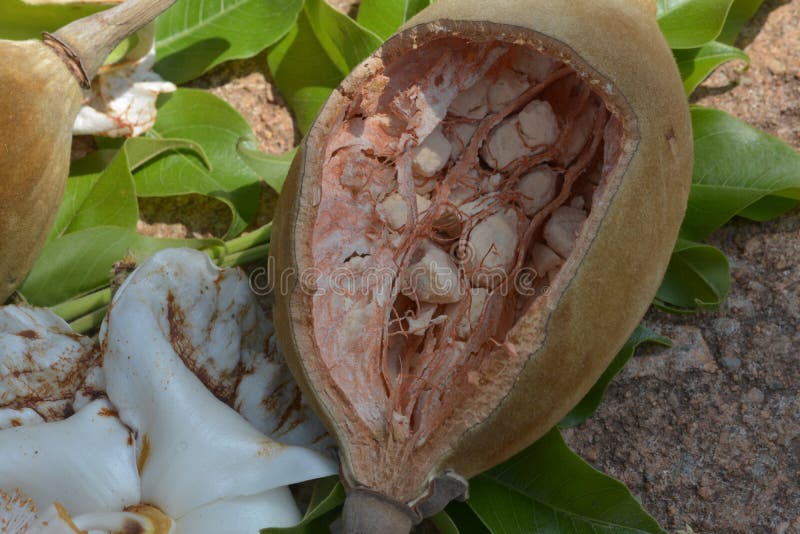 The Exposed Seeds of a Baobab Tree. Stock Image - Image of dish, seeds ...