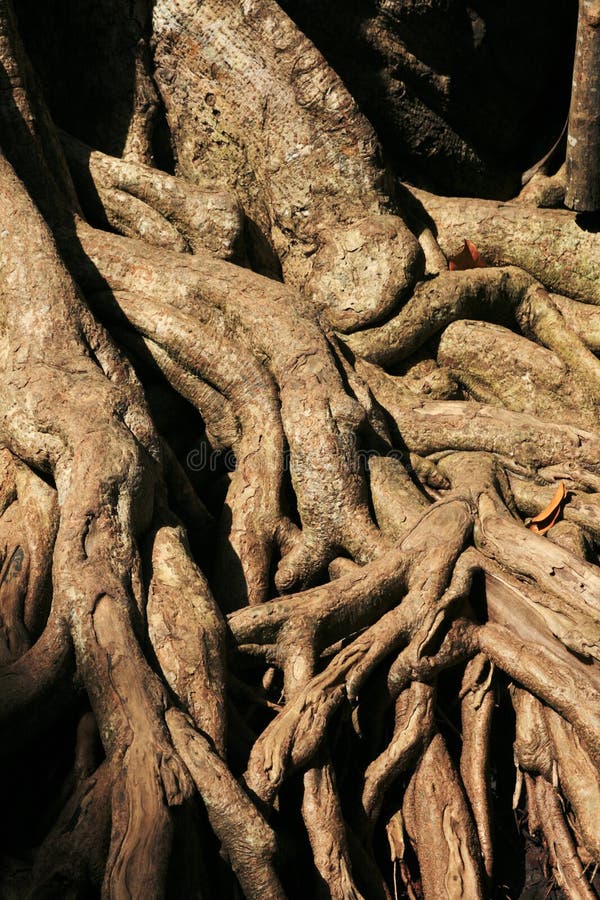 Fig tree root buttress stock photo. Image of ficus, root - 13545246