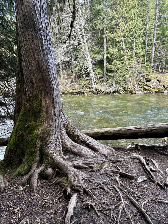Exposed Tree Roots beside Clear Forest River Stock Photo - Image of ...