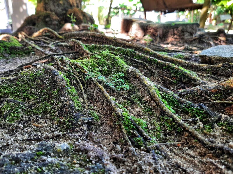 Exposed tree roots stock image. Image of creating, roots - 372382691