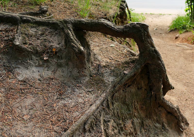 Exposed Tree Roots in the Forest Stock Photo - Image of wall, flower ...