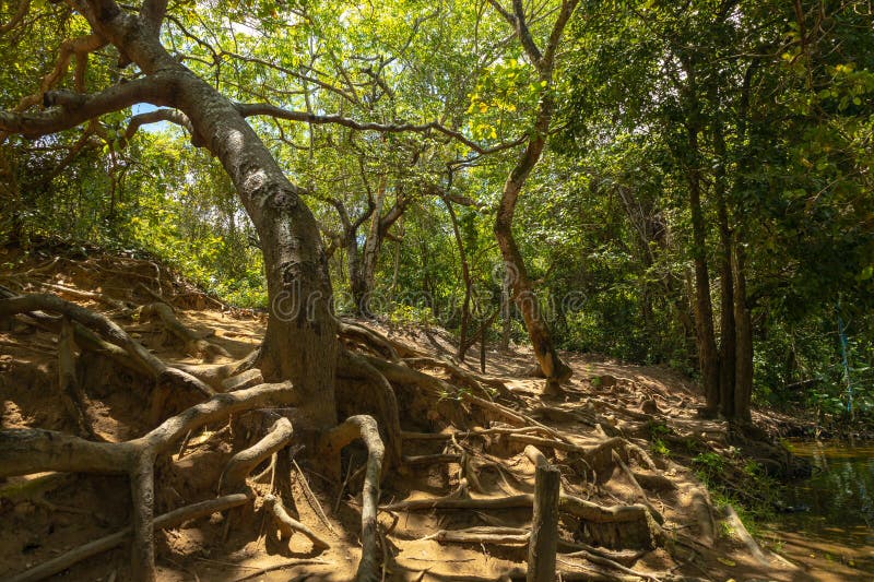 Exposed Tree Roots in the Forest Stock Image - Image of aglow, beech ...