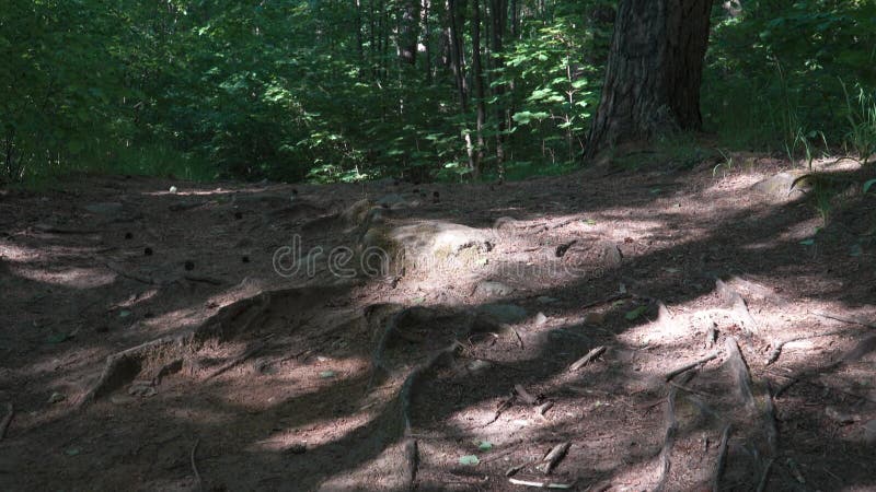 Exposed Tree Roots on a Forest Path Highlighted by Dappled Sunlight ...