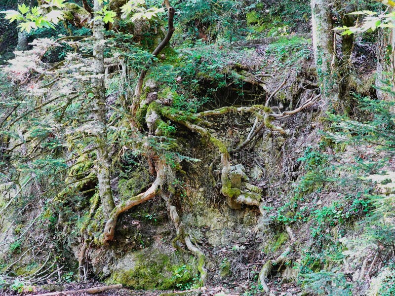 Exposed Tree Roots in Greek Mountain Forest, Greece Stock Photo - Image ...