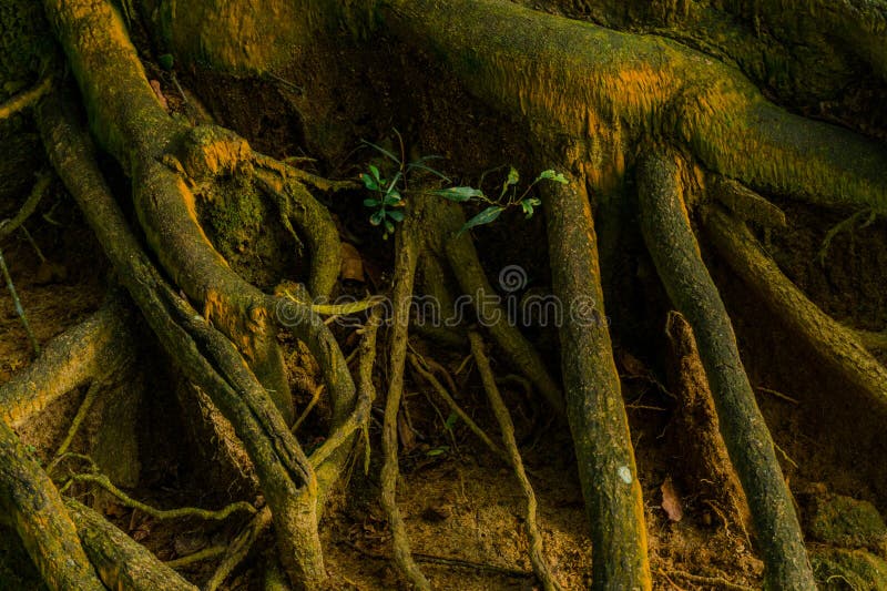 Close-up of Exposed Tree Roots on Sandy Soil, Showcasing Natural ...