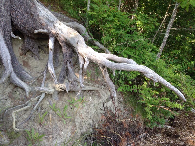 1,101 Tree Roots Growing Rock Stock Photos - Free & Royalty-Free Stock ...