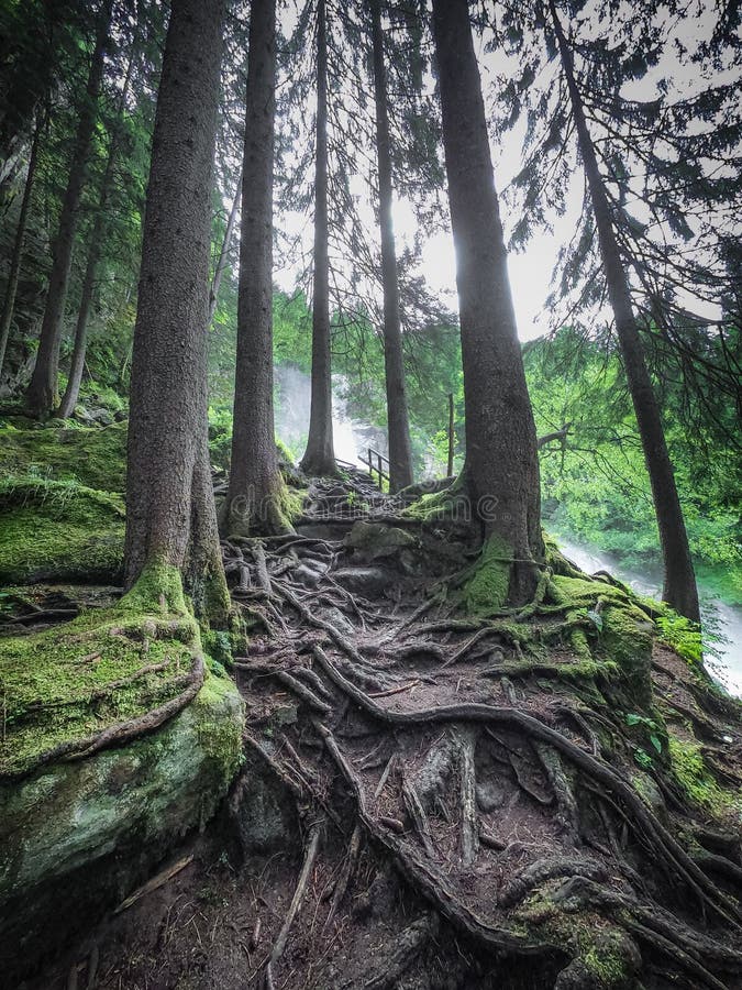 Exposed Tree Roots stock image. Image of botanic, moss - 156959889