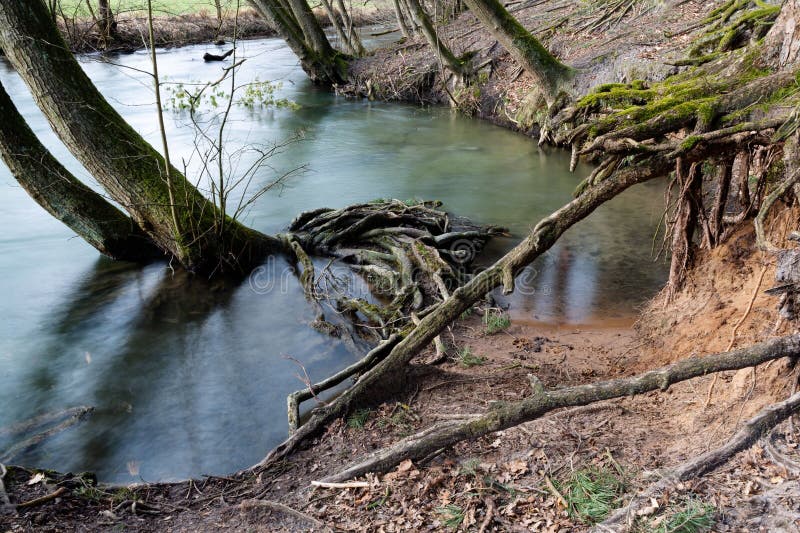 Exposed Tree Roots Protrude from a River in the Forest Stock Photo ...