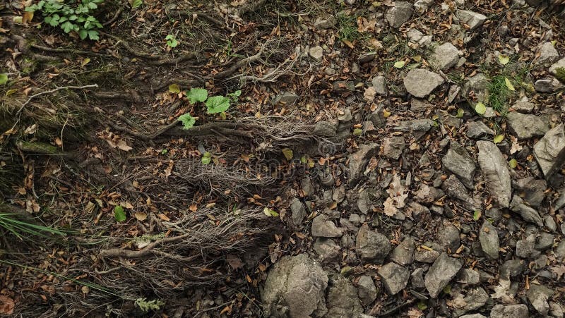 Exposed Tree Roots and Rocks Sharing Forest Floor in Czechia Pruhonice ...