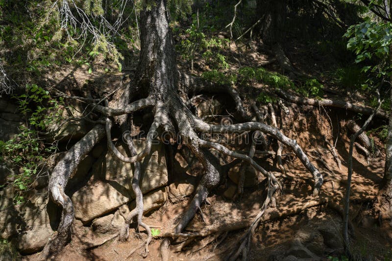 Exposed Tree Roots on a Rocky Slope in the Forest Stock Image - Image ...