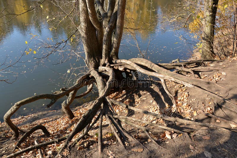Exposed Tree Roots on the Shore of a Forest Lake Stock Image - Image of ...
