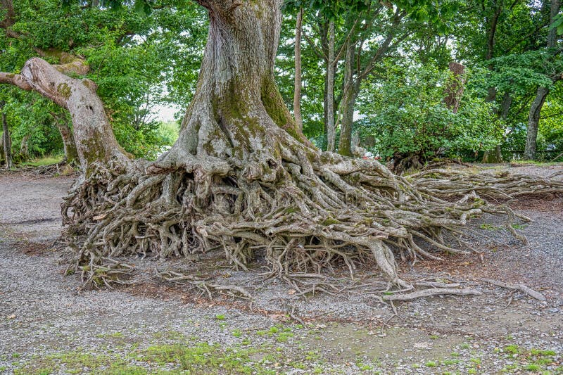 Exposed tree roots stock photo. Image of grass, landscape - 259119784