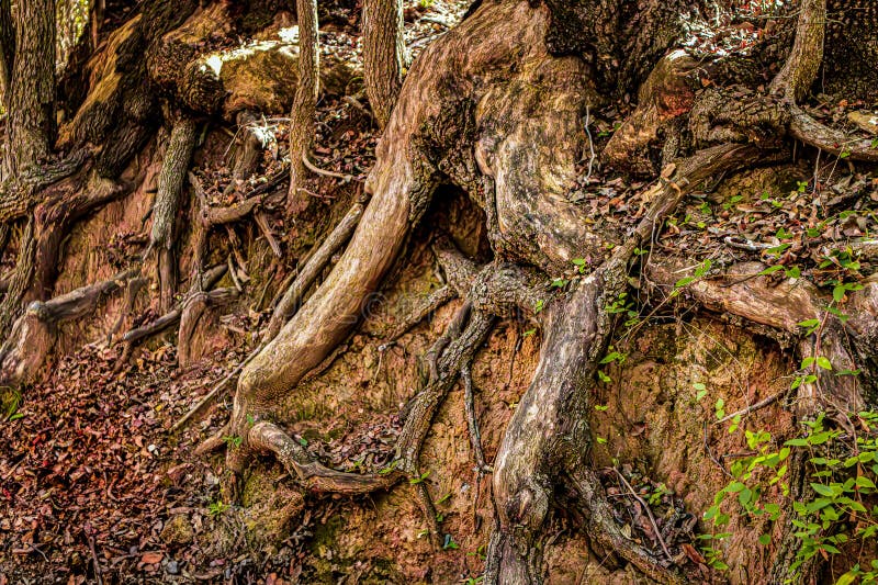 Exposed Tree Roots and Soil – Natural Textures for Design Stock Photo ...