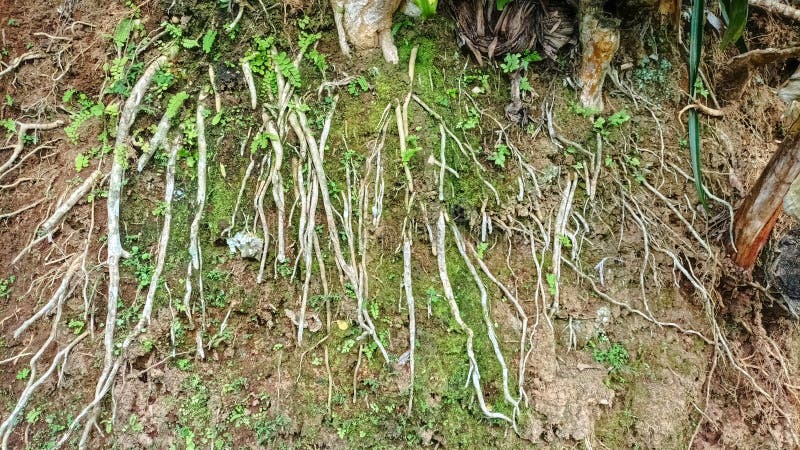 Exposed Tree Roots on a Soil Slope with Moss and Small Plants Stock ...