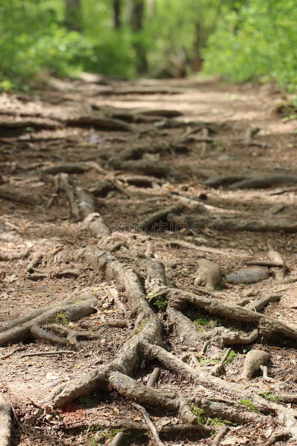 Close-up of Exposed Tree Roots on Brown Dirt Forest Path Lined by ...