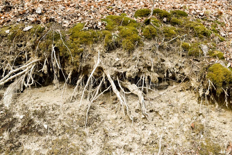 Exposed Tree Roots Under Layer of Soil Stock Image - Image of nature ...