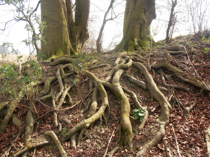 Walking Tree Roots stock image. Image of wood, exposed - 153311089
