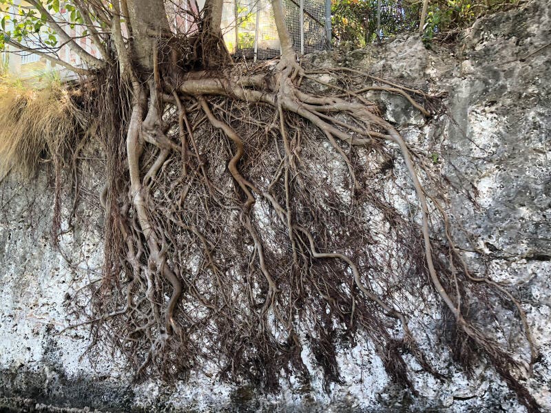 Exposed Tree Roots on a Cement Wall Stock Image - Image of exposed ...