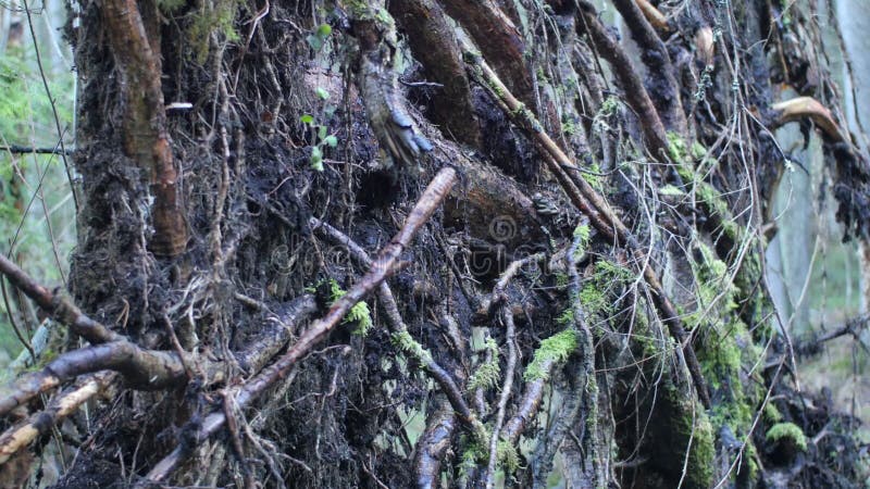 Exposed Tree Roots after a Wind-throw Stock Video - Video of break ...