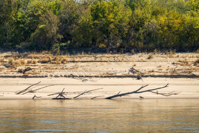 Exposed Tree Trunks on Sand Banks of Mississippi River in October 2023 ...