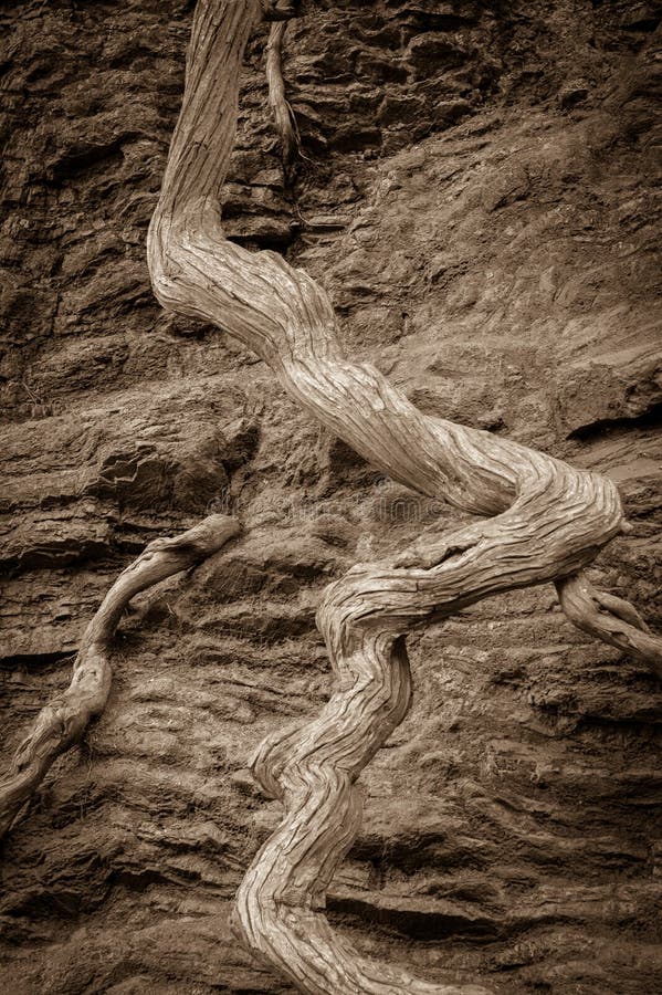 Exposed Twisted Tree Root with Brown Background Stock Photo - Image of ...