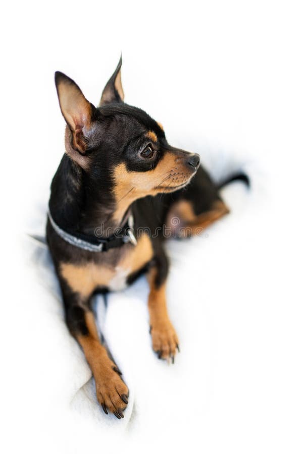 Exposition Puppy, Dog on a White Background. Stock Image - Image of ...