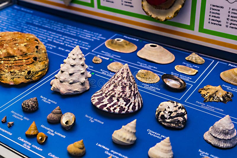 Expositions Of History Of The Evolution And Development Of Mollusks In