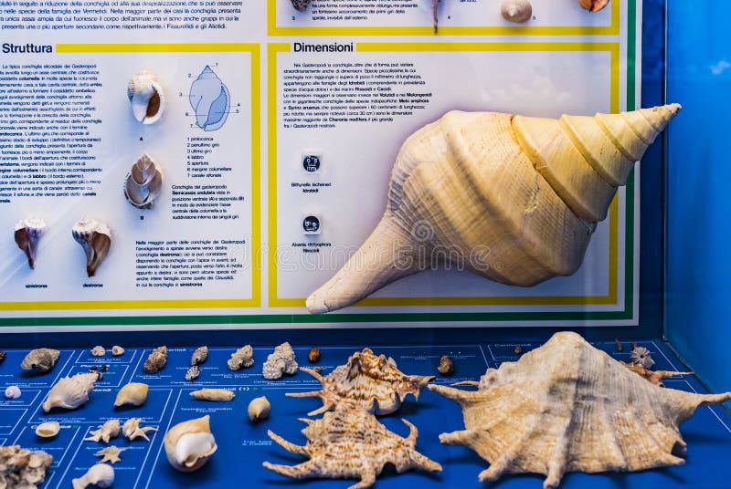 Expositions of History of the Evolution and Development of Mollusks in ...