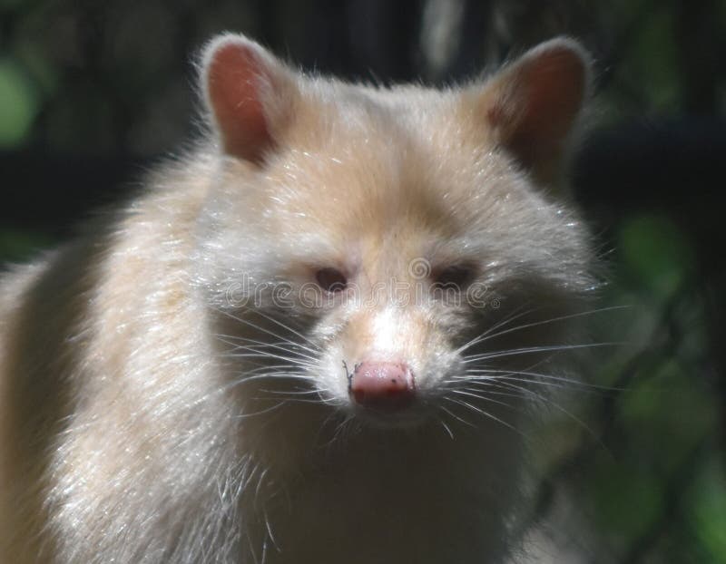 Mapache, un dulce triste foto de archivo. Imagen de presionado - 57529410