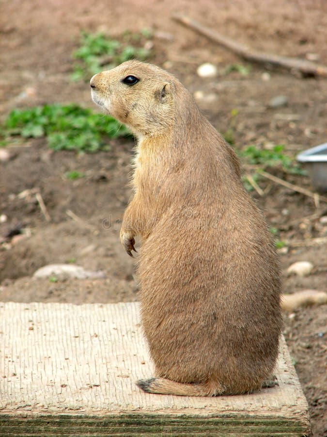 Expression-castor animal photo stock. Image du doux, yeux - 10132954