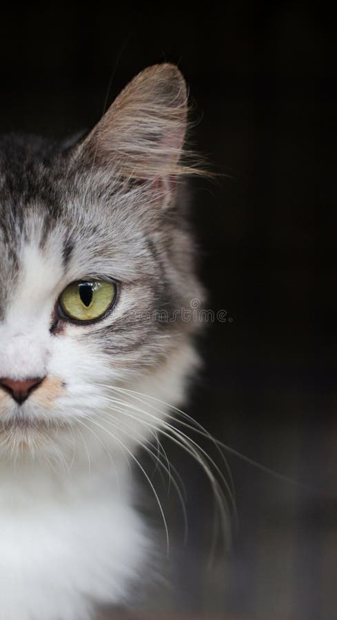 Expression of a Cat Who is Contemplating Looking Around Stock Image ...