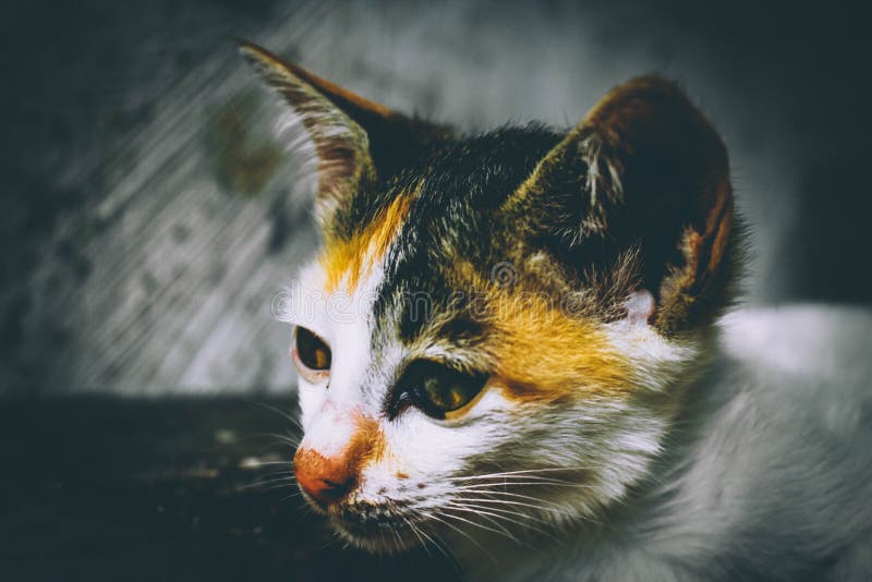 Expression of Cats after Waking Up Stock Image - Image of cute, little ...