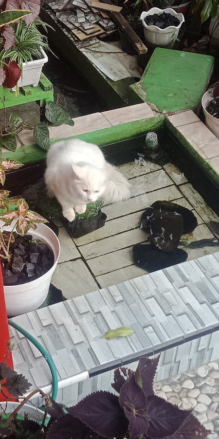 Expression Pool goard stock photo. Image of lawn, animal - 263214546