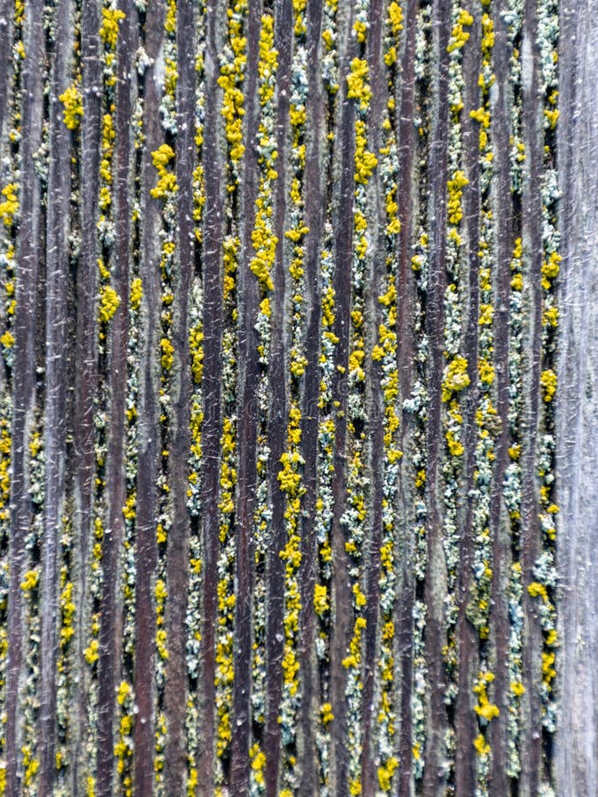Abstract Mossy Wood Texture Stock Photo - Image of floor, abstract ...